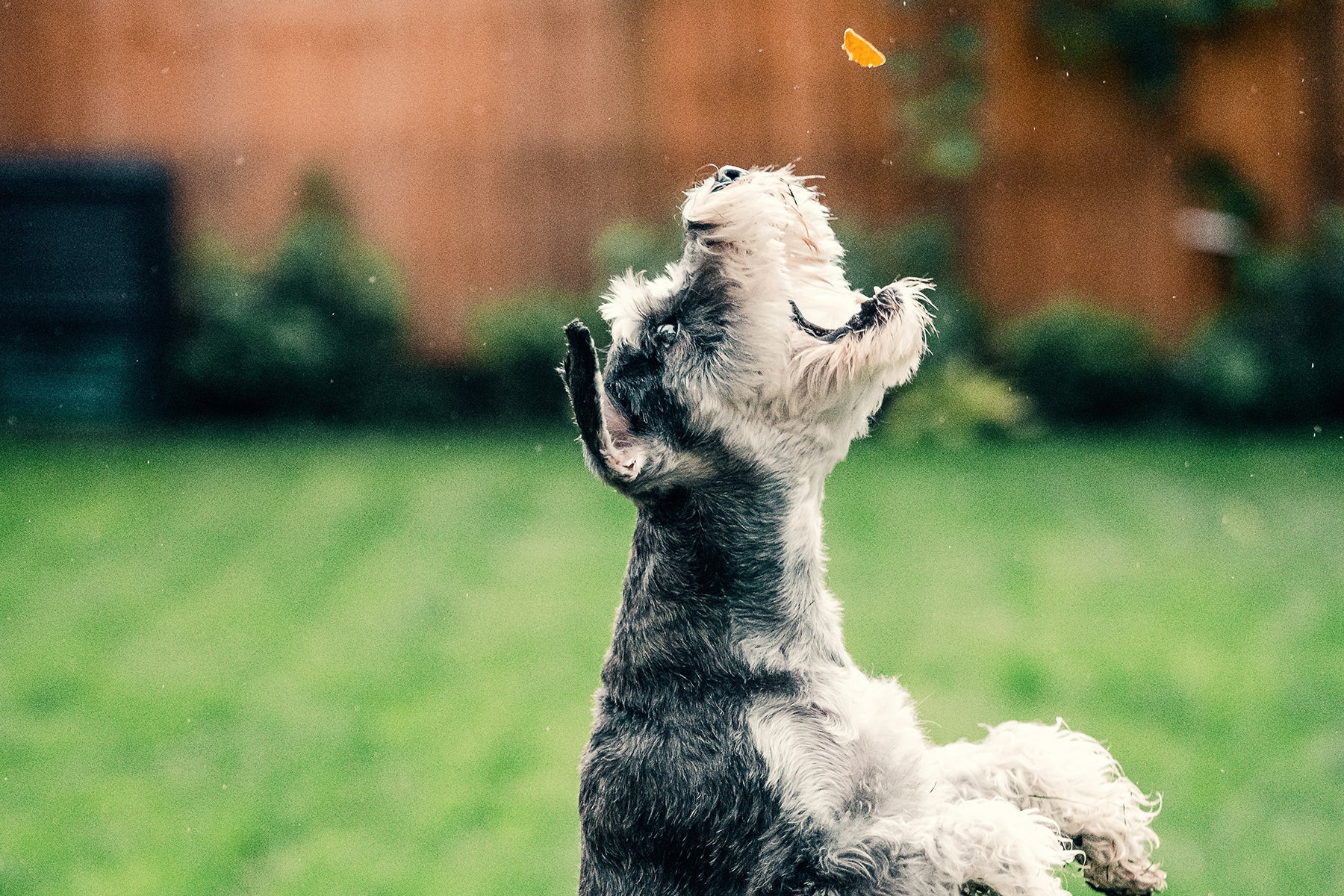 How To Do Clicker Training With Your Dog