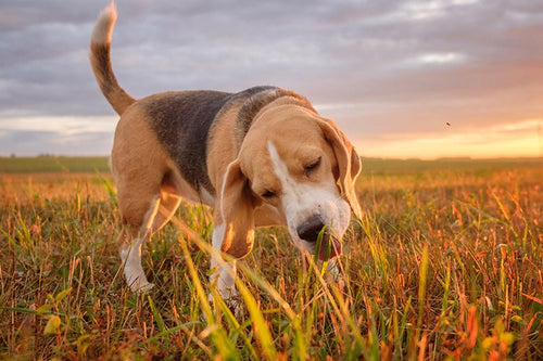 Managing Your Dog's pH Balance: Recognising and Treating Acidity