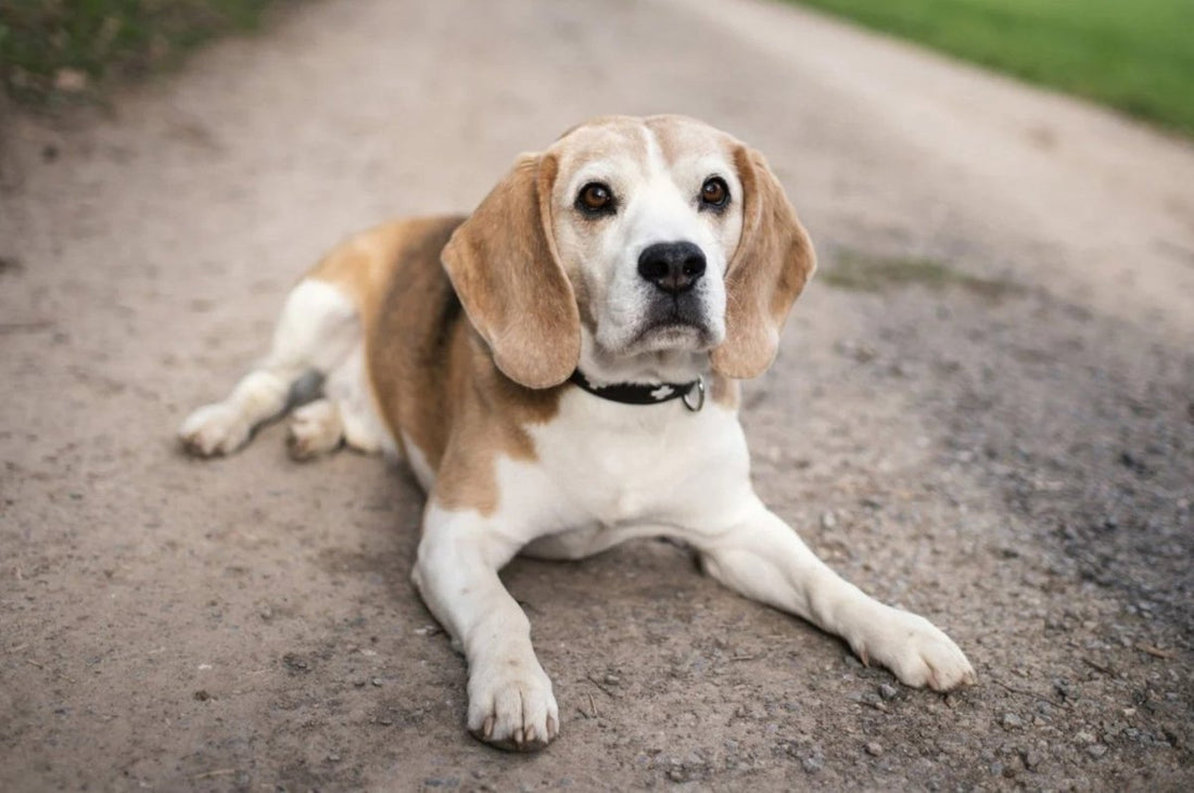 Understanding and Managing Flatulence in Dogs