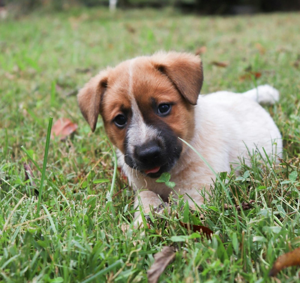 Why Does My Dog Keep Eating Grass?