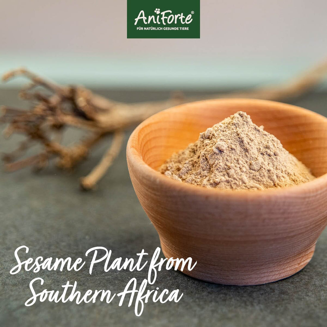 African Devil's Claw for Horses