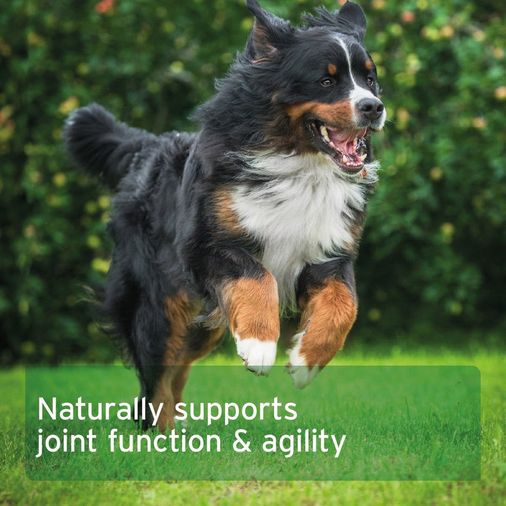 Agility Vet Joint Care Tablets for Dogs - available in two sizes