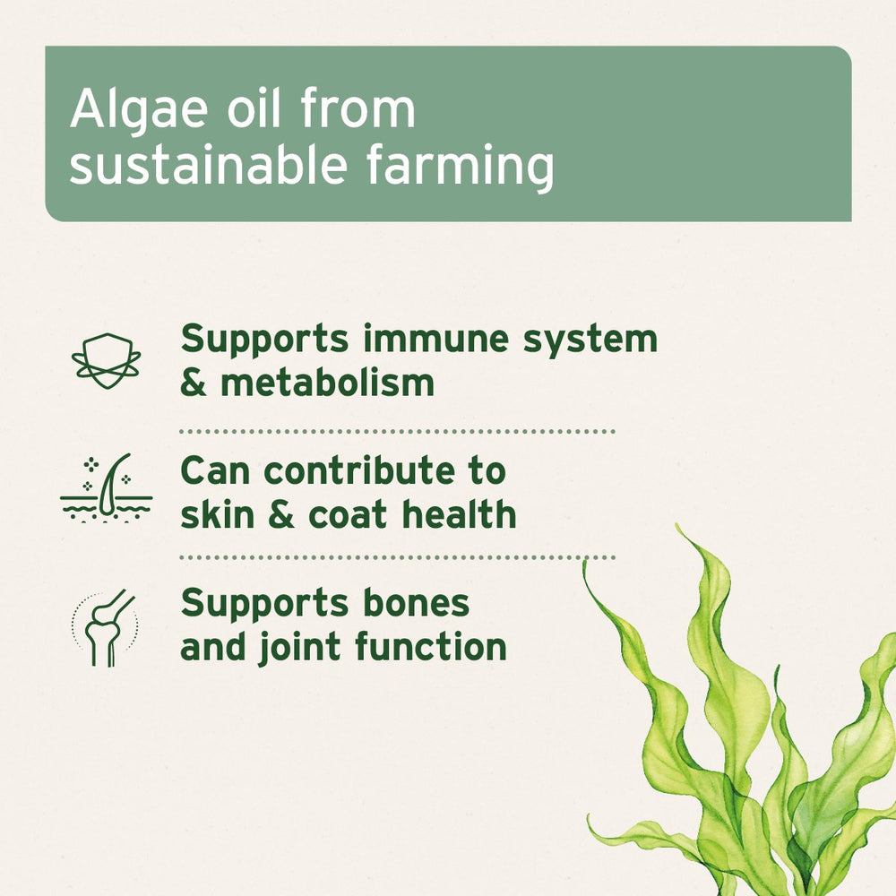 Algae Oil for Dogs, Cats & Horses | Vegan Omega-3 | AniForte UK