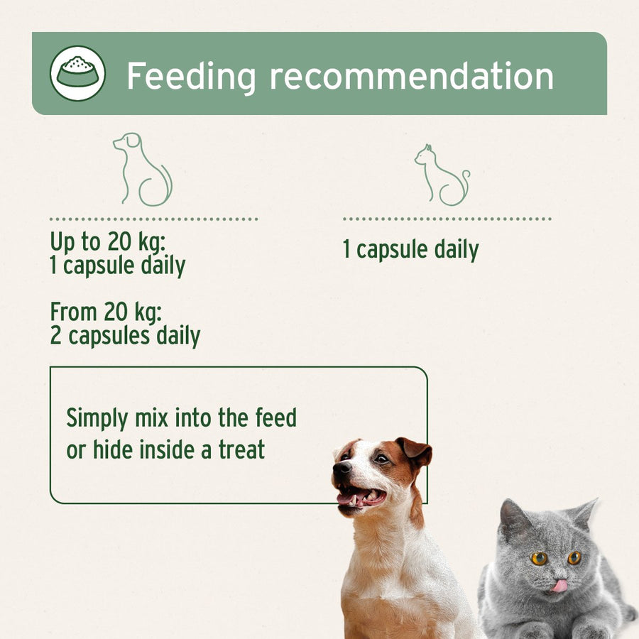 Omega-3 EFA Pure Salmon Fish Oil for Dogs & Cats | AniForte UK